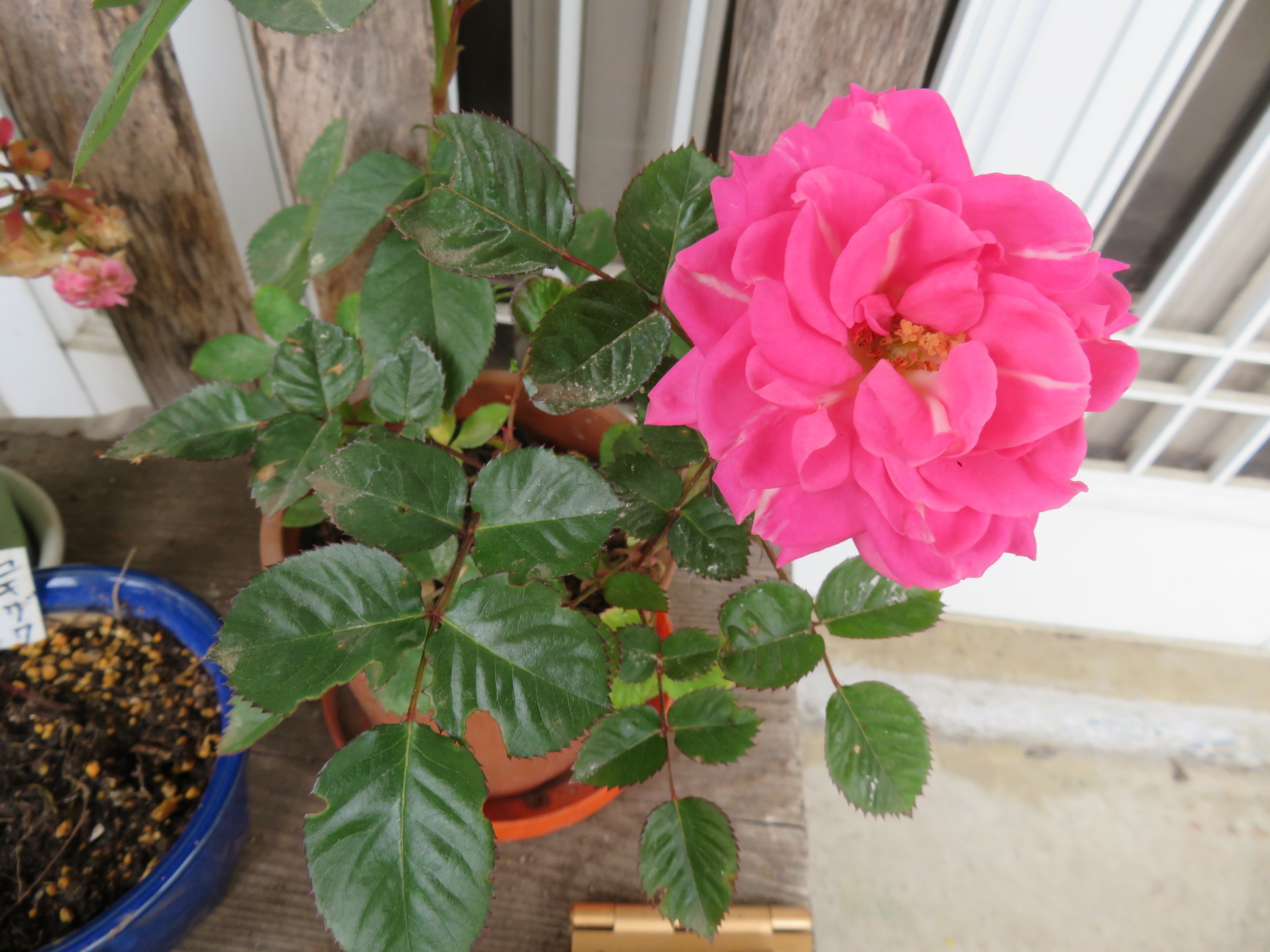 初収穫: めぐみ日記